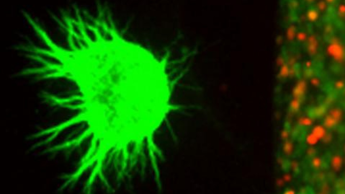 Nervous system wiring by the Robo3 axon guidance receptor and its ...