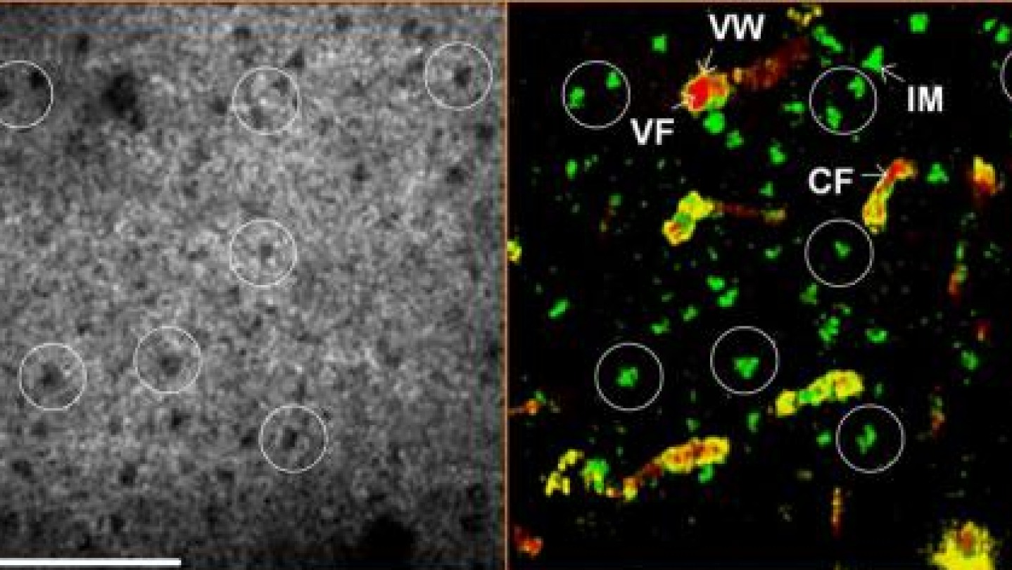 Microscopic in vivo imaging of cellular and vascular dynamics | Carney ...