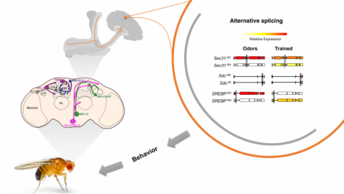 Understanding contributions of alternative splicing to appetitive ...