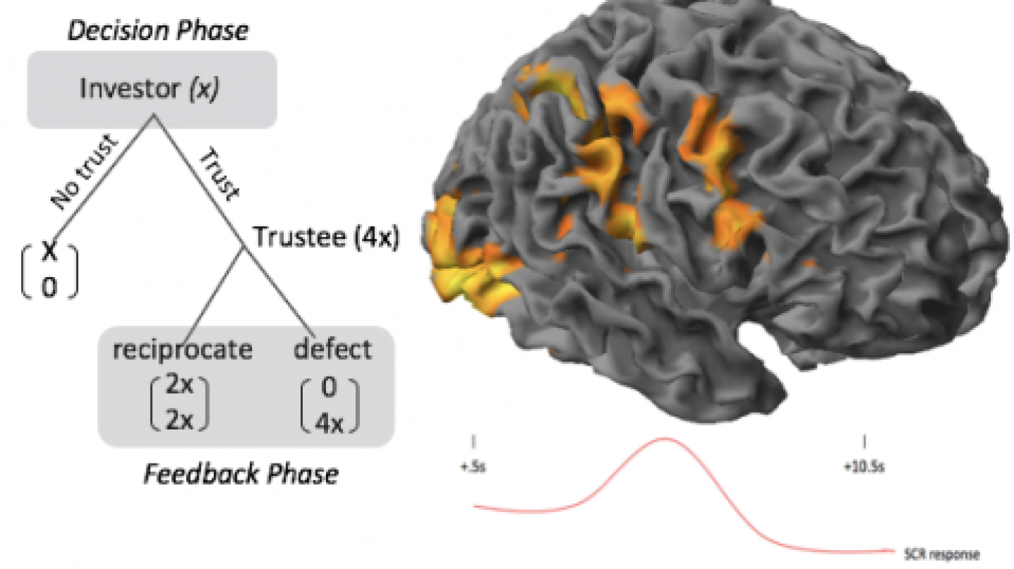 The neural and affective mechanisms of socially risky learning | Carney ...