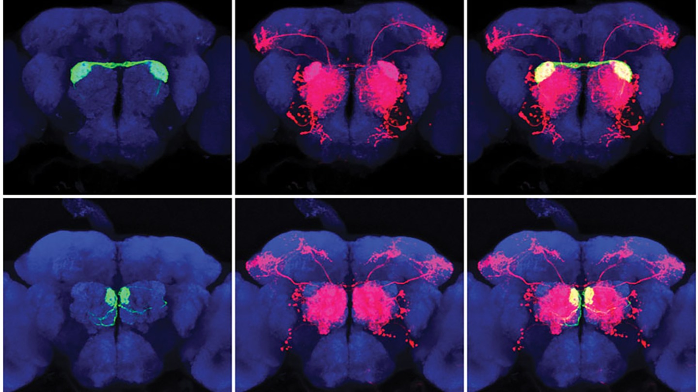 Center for the Neurobiology of Cells and Circuits | Carney Institute ...