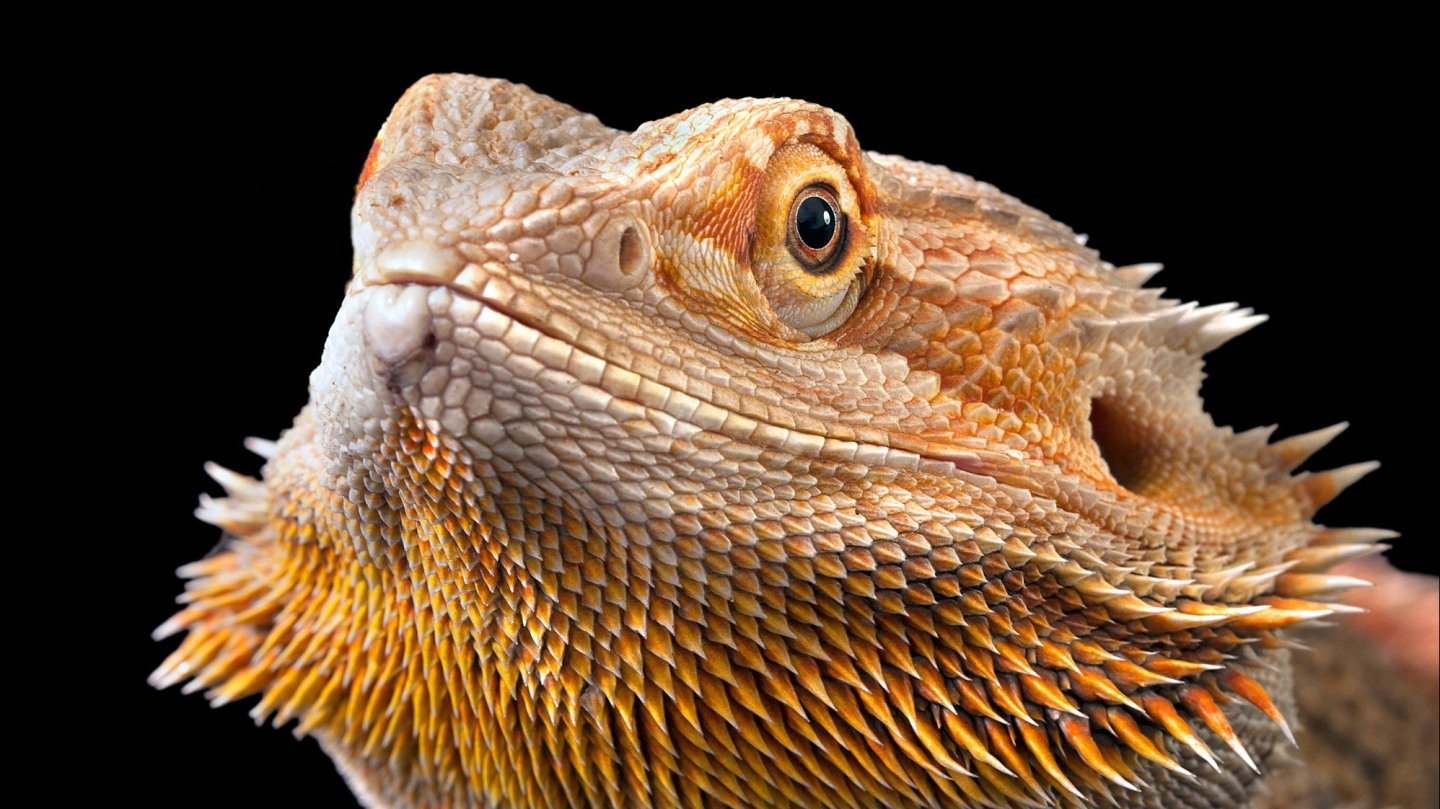 The reptile brain is real | Carney Institute for Brain Science | Brown ...